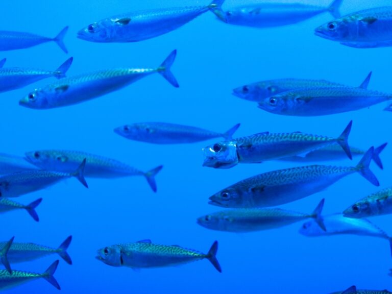 Makrel sæson 2025 | Opdateret fiskekalender + Tips & Agn