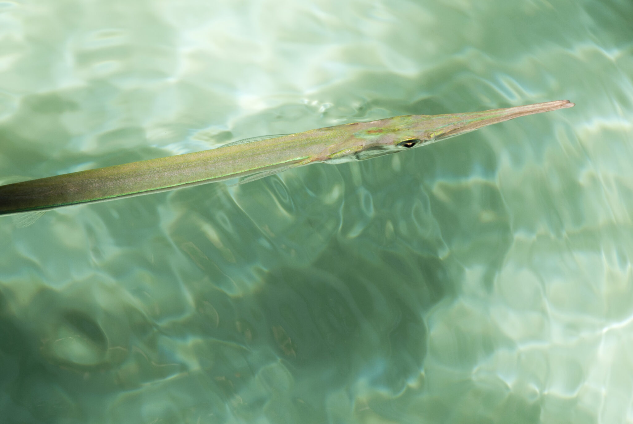 Hornfisk fiskeri - Fiskegrej og guides til at fange hornfisk